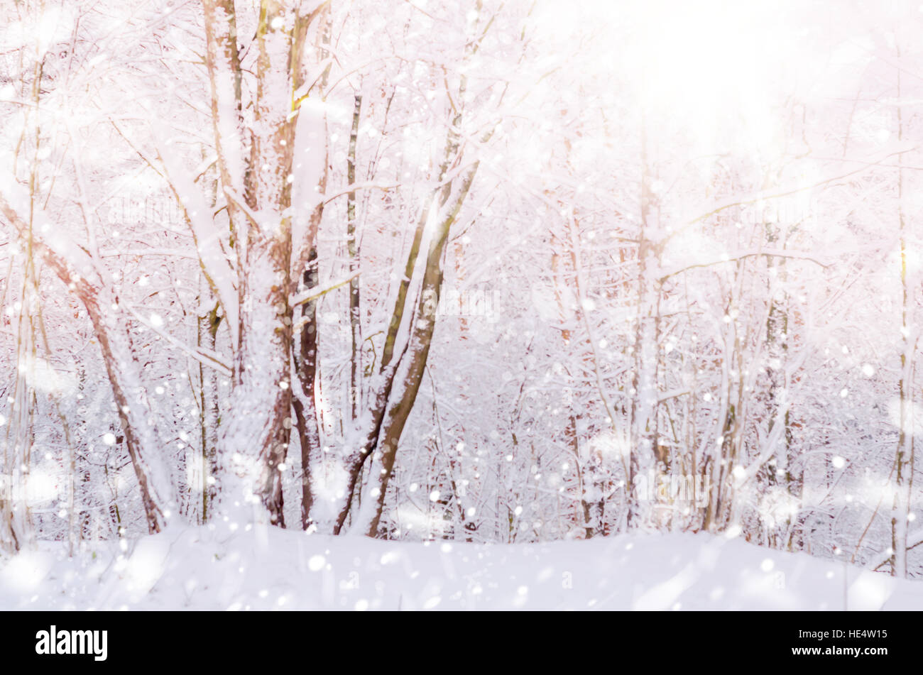 Winter abstract snow forest background Stock Photo - Alamy