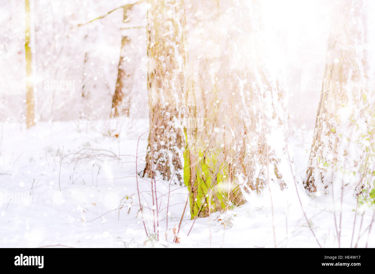 Winter abstract snow forest background Stock Photo - Alamy