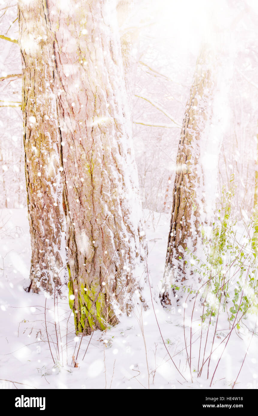Winter abstract snow forest background Stock Photo - Alamy