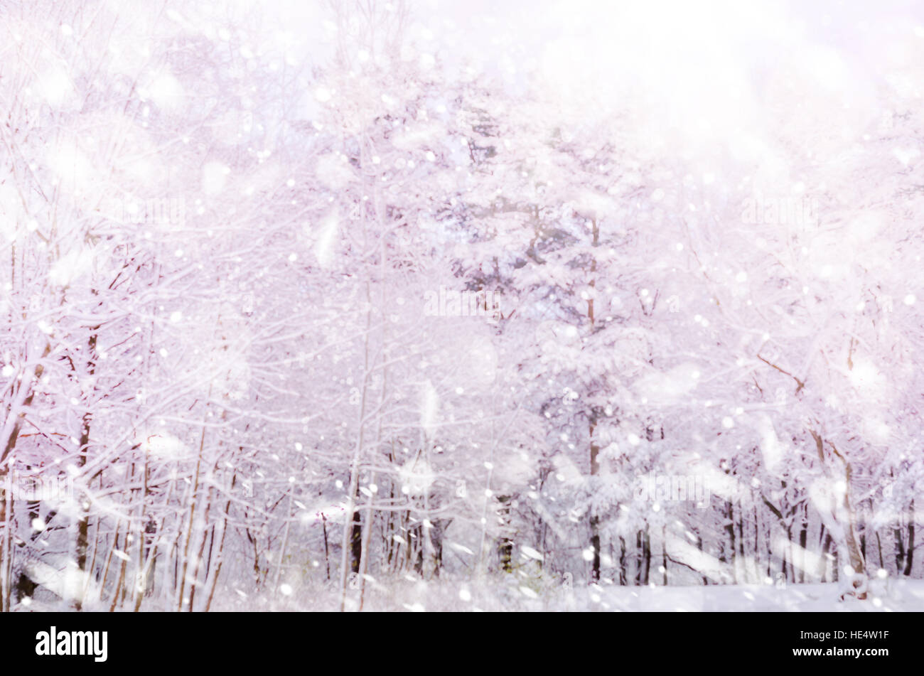 Winter snow magic forest background Stock Photo - Alamy