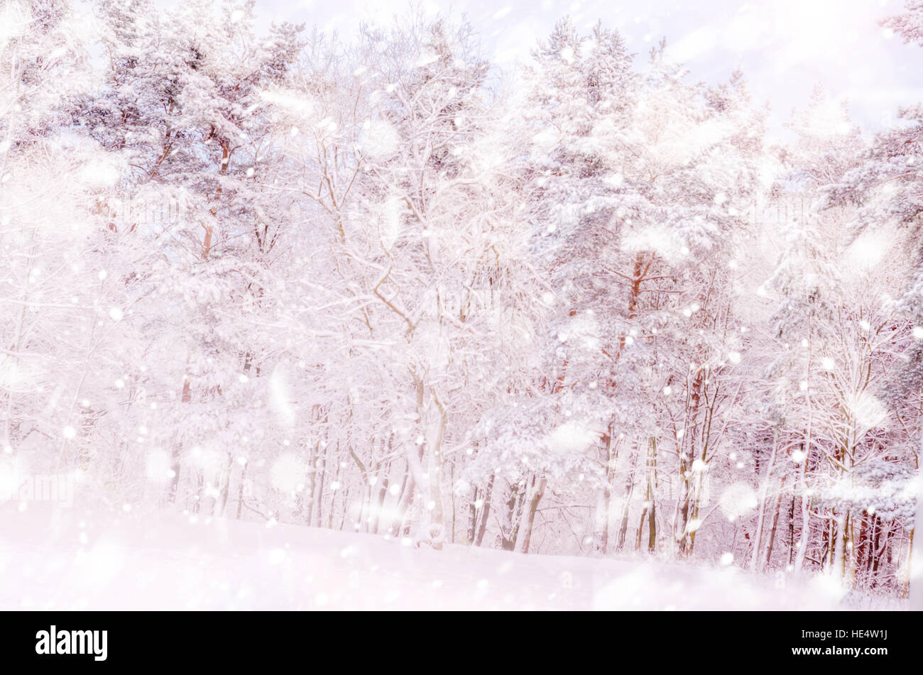 Winter snow magic forest background Stock Photo - Alamy