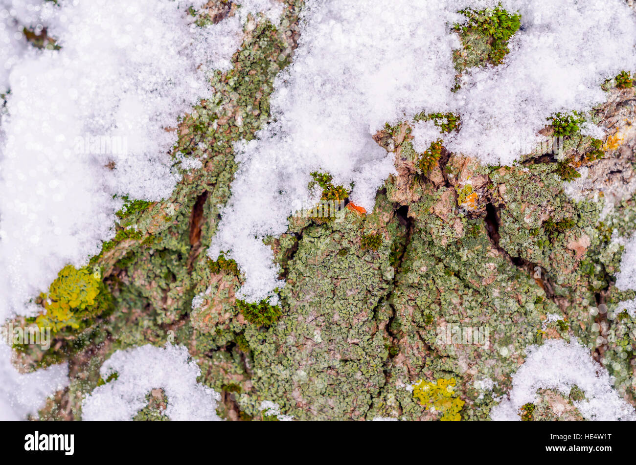 Texture of the snow-covered old tree bark Stock Photo - Alamy