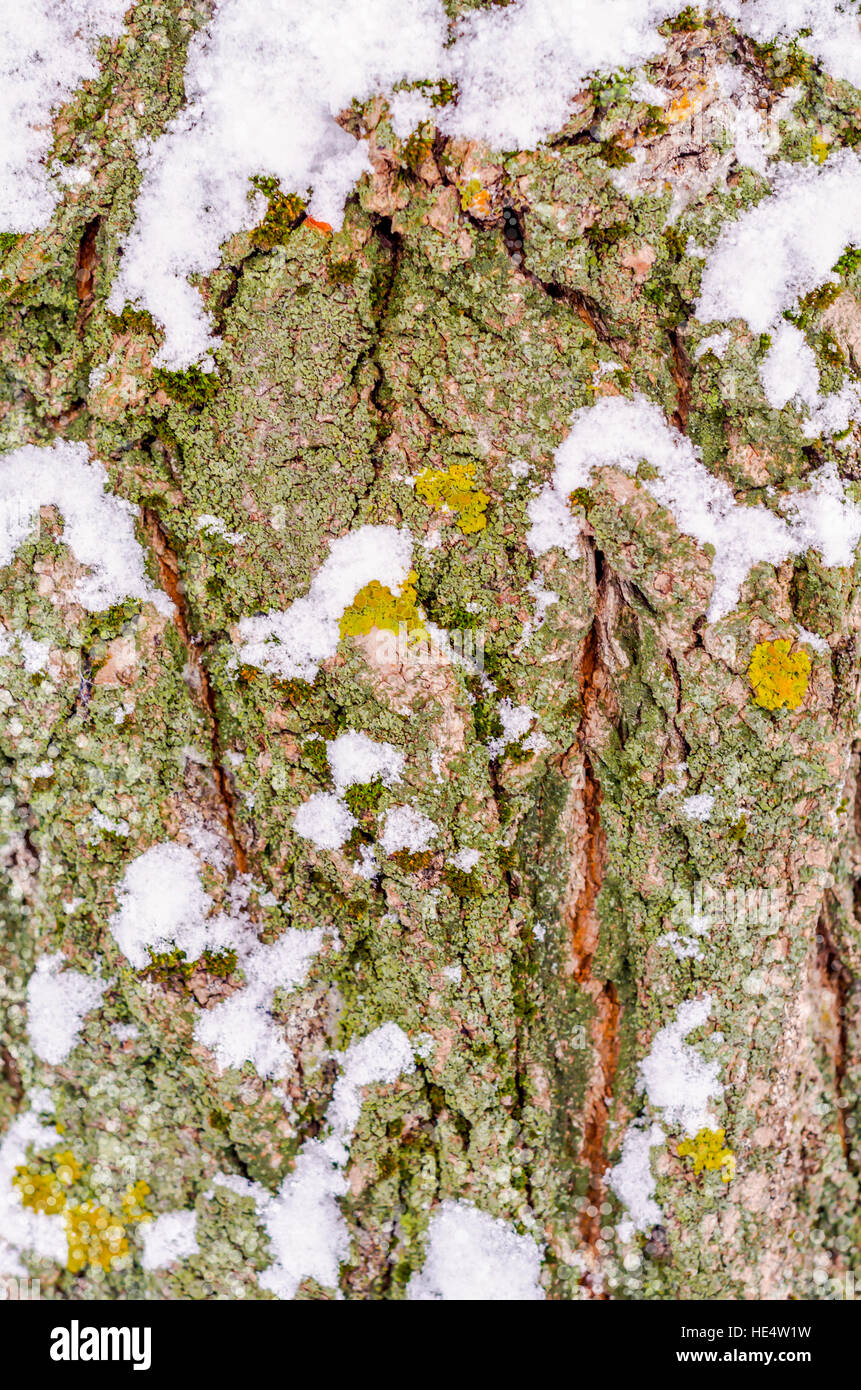 Texture of the snow-covered old tree bark Stock Photo - Alamy