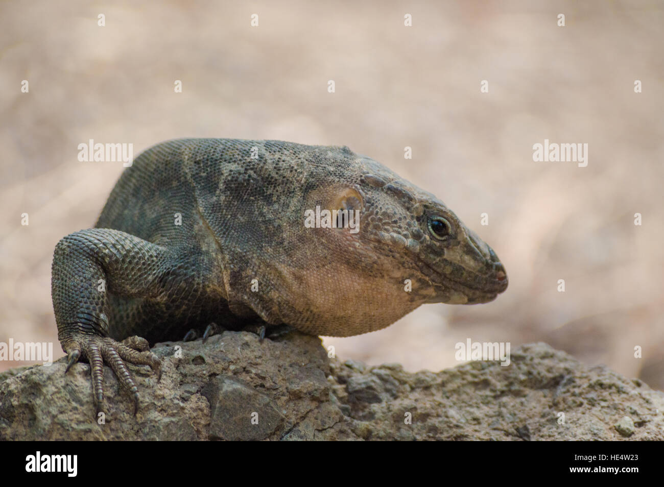 Lizard Basking on the rocks Stock Photo - Alamy