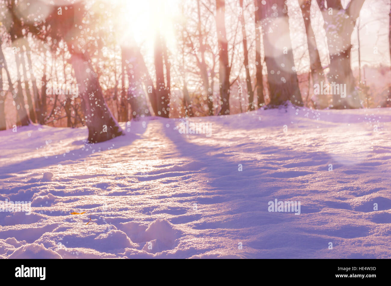 Winter snow magic forest background Stock Photo - Alamy