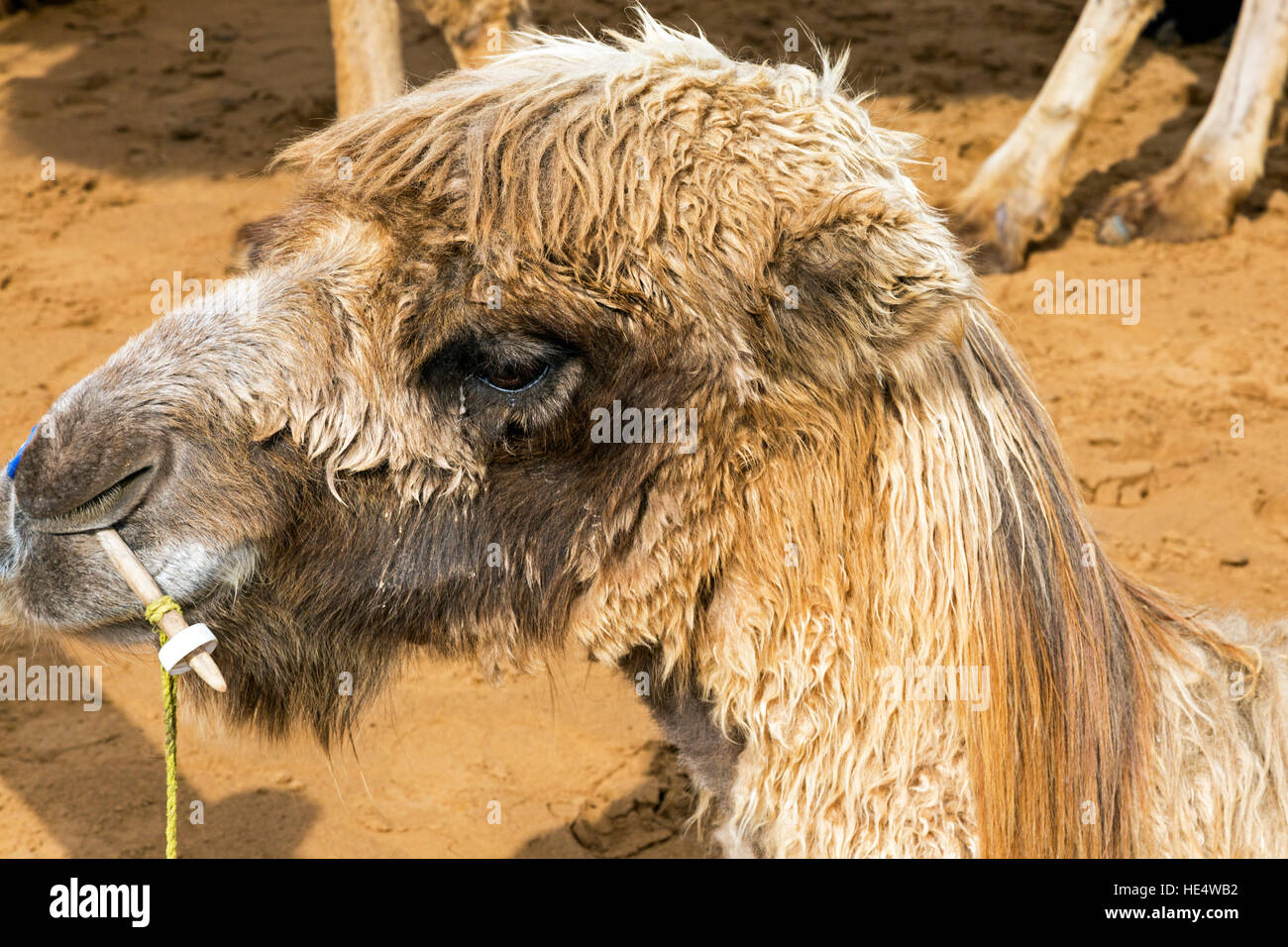 Camel with rope hi-res stock photography and images - Alamy