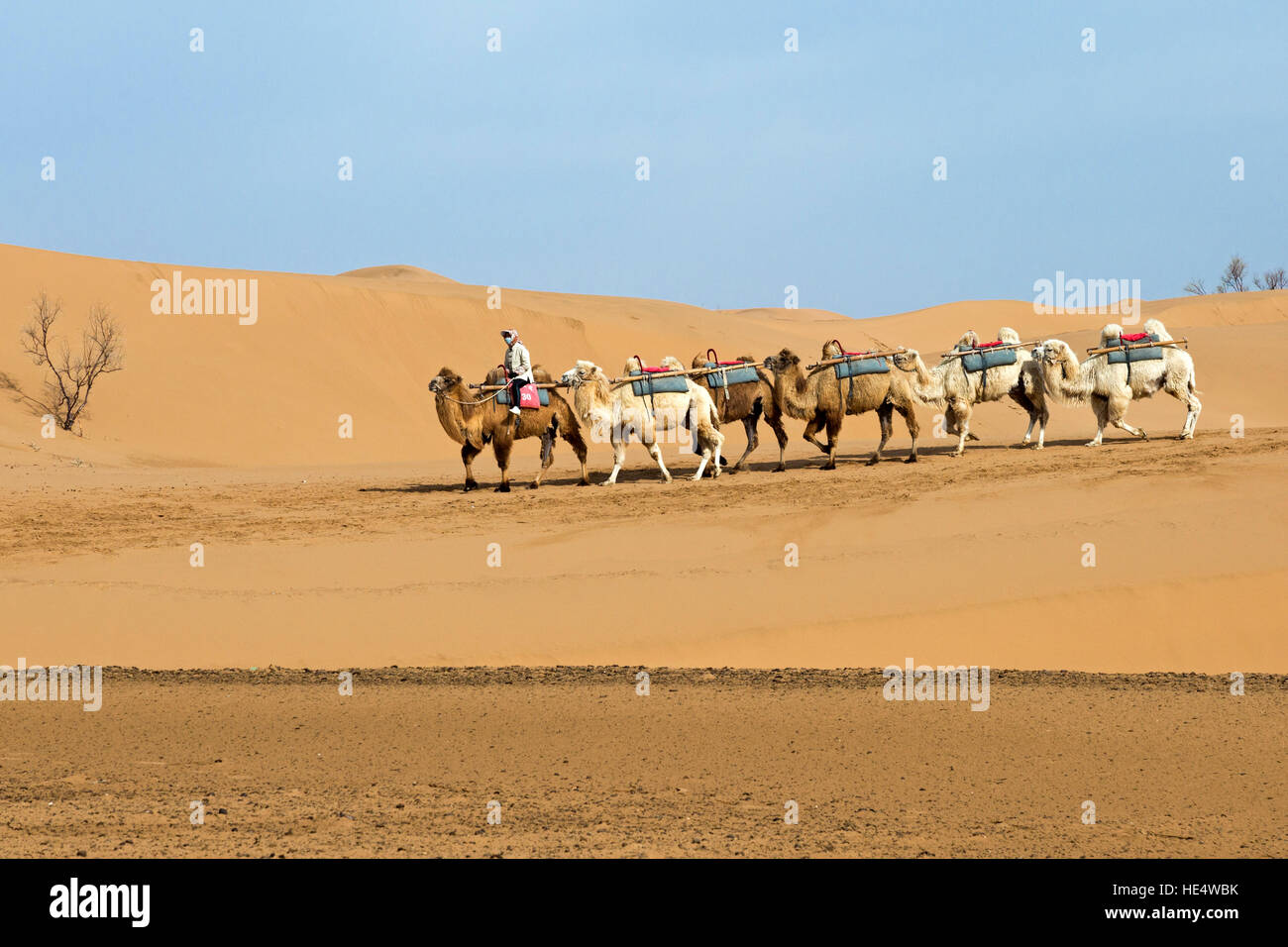 Guide leading camels at Shapotou Scenic Area, Zhongwei, Ningxia, China ...