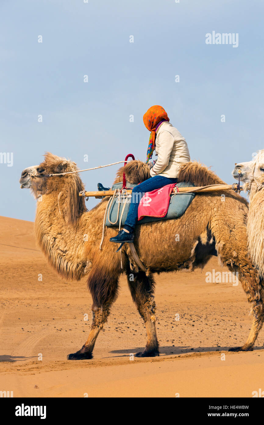 Camel guide, Shapotou Scenic Area, Zhongwei, Ningxia, China Stock Photo ...
