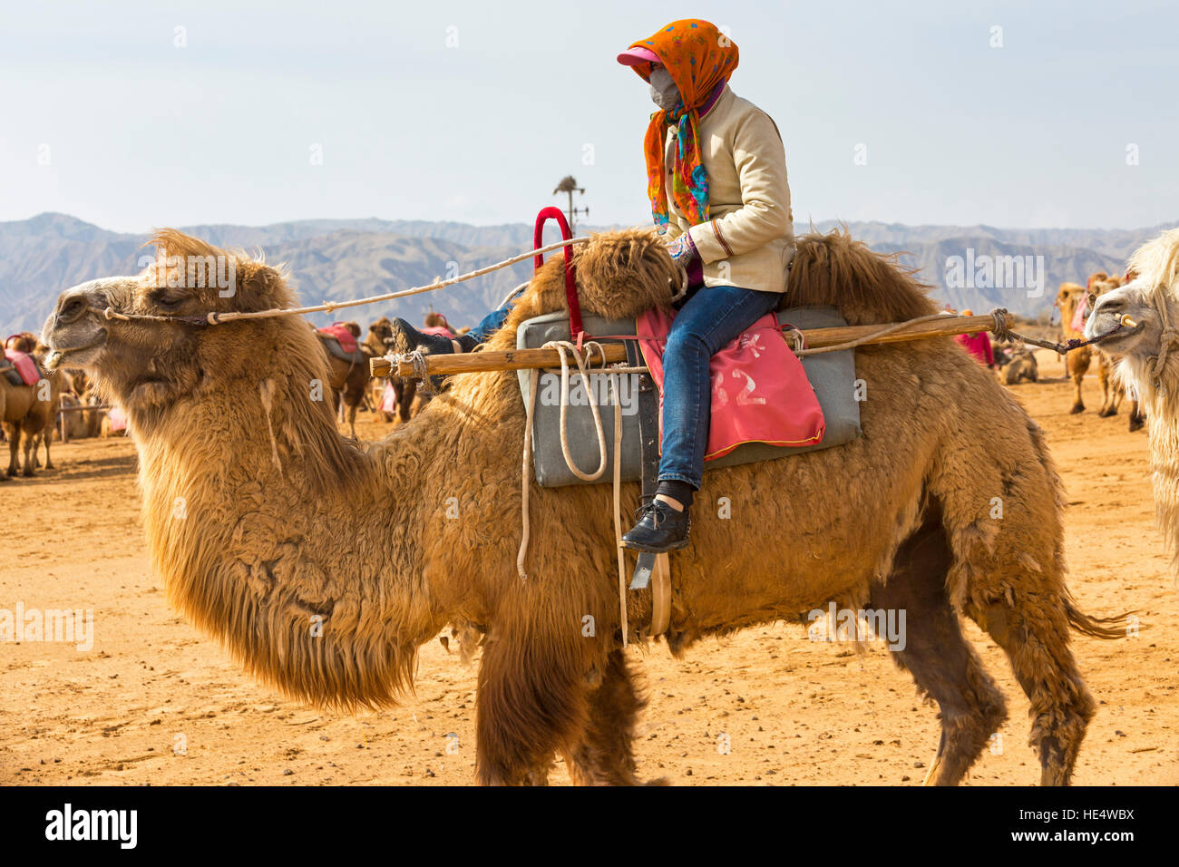 Camel guide, Shapotou Scenic Area, Zhongwei, Ningxia, China Stock Photo ...