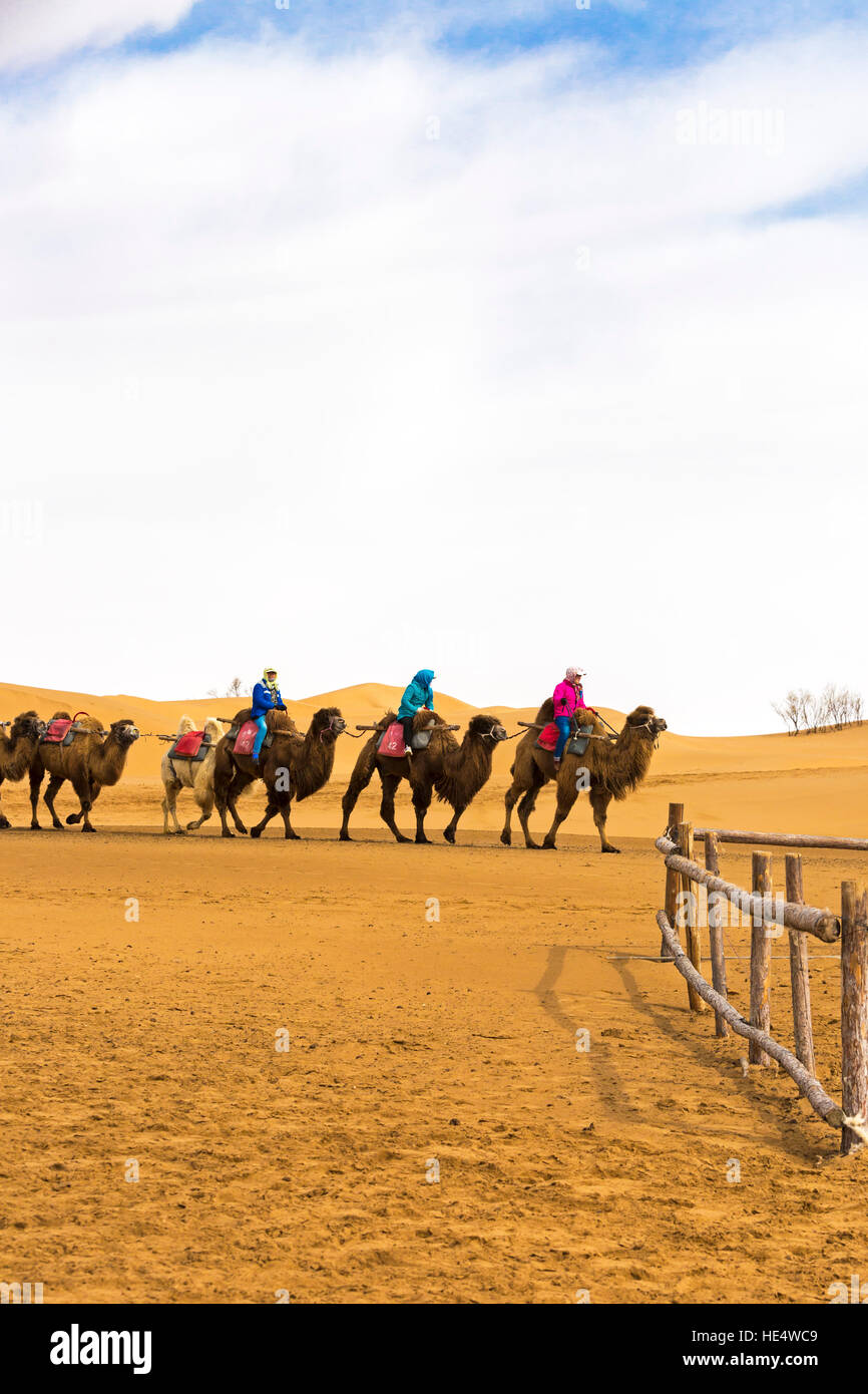 Chinese tourists riding camels in teh desert at Shapotou Scenic Area ...