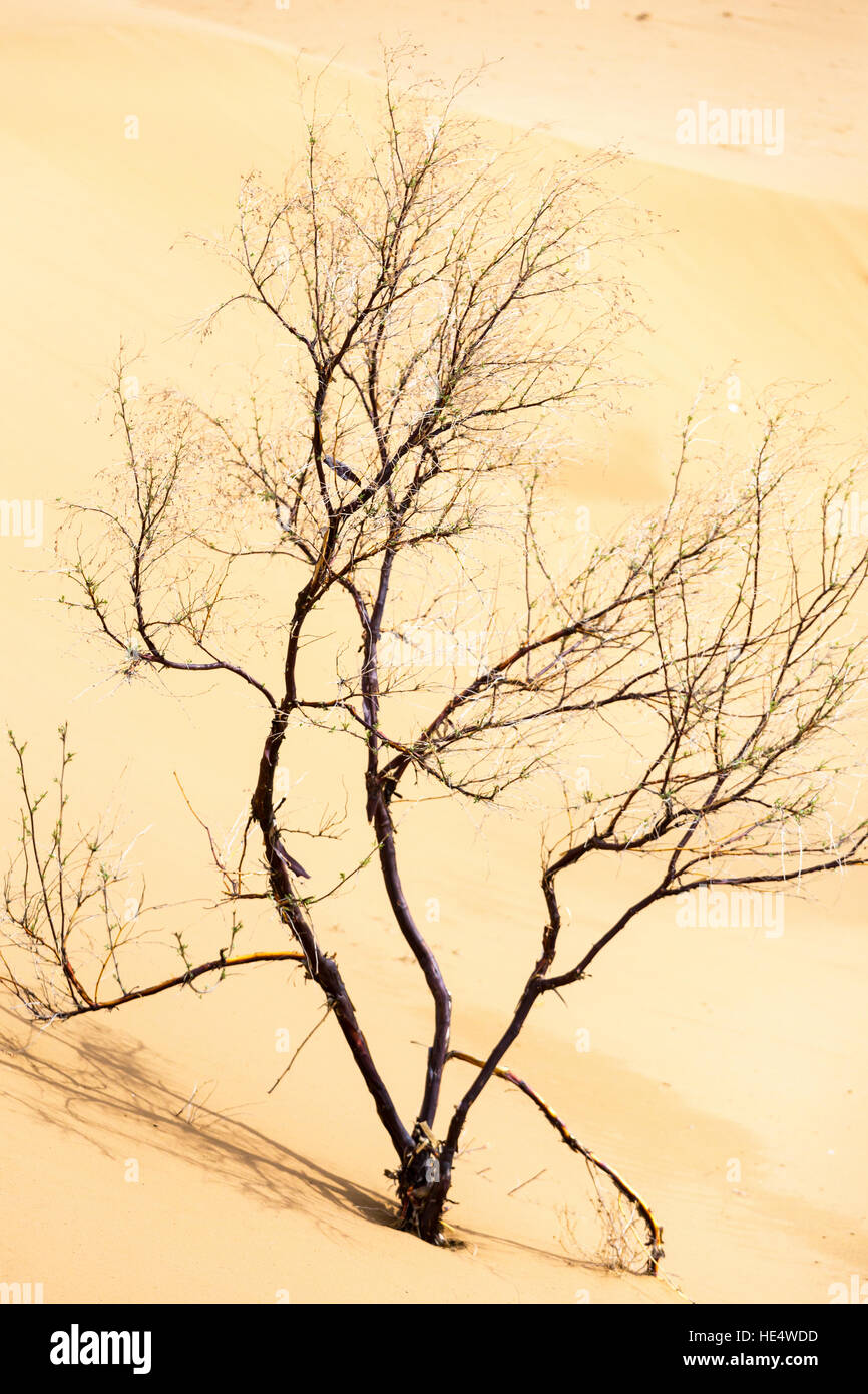 Shapotou Scenic Area, Zhongwei, Ningxia, China Stock Photo - Alamy