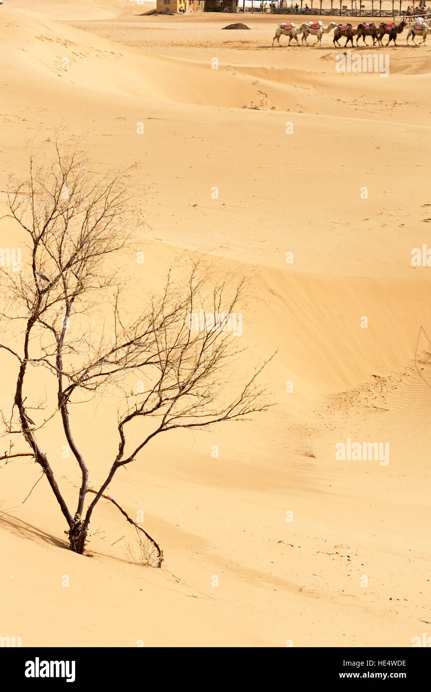 Shapotou Scenic Area, Zhongwei, Ningxia, China Stock Photo - Alamy
