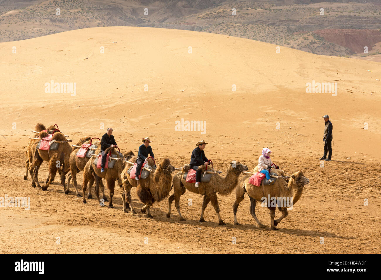 Chinese tourists riding camels in teh desert at Shapotou Scenic Area ...