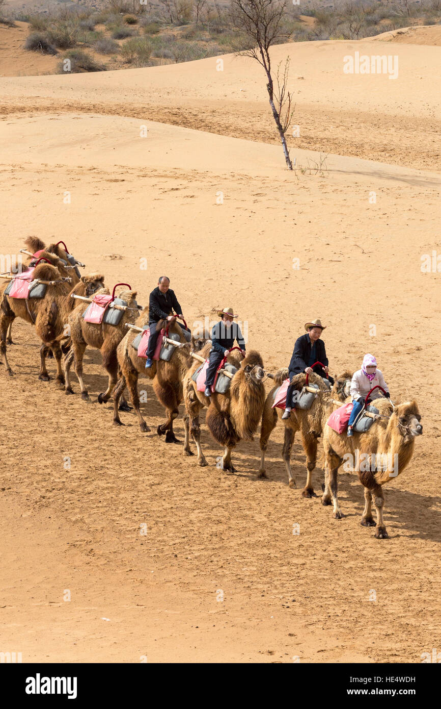 Chinese tourists riding camels in teh desert at Shapotou Scenic Area ...