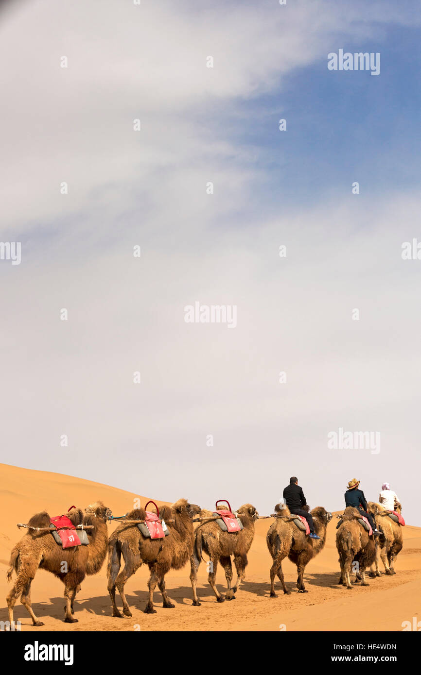 Chinese tourists riding camels in teh desert at Shapotou Scenic Area ...
