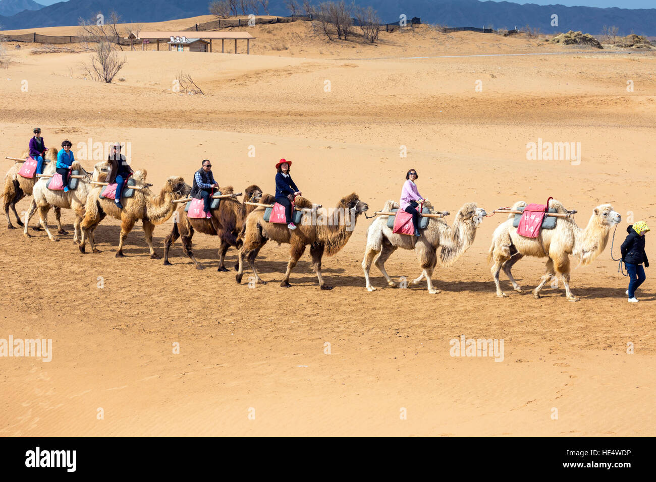 Chinese tourists riding camels in teh desert at Shapotou Scenic Area ...