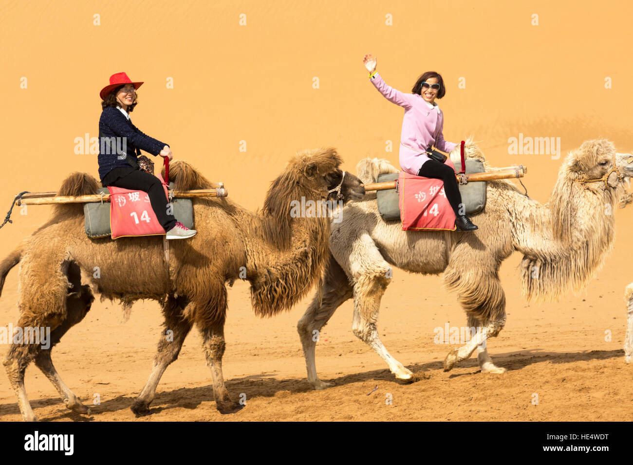 Chinese tourists riding camels in teh desert at Shapotou Scenic Area ...
