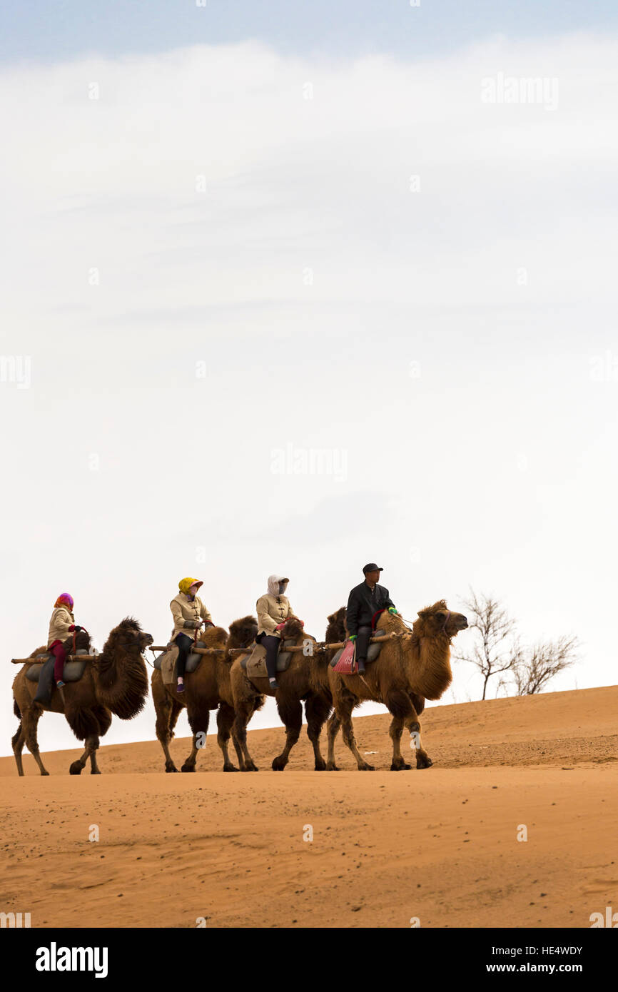 Chinese guide and tourists riding camels in the desert at Shapotou ...