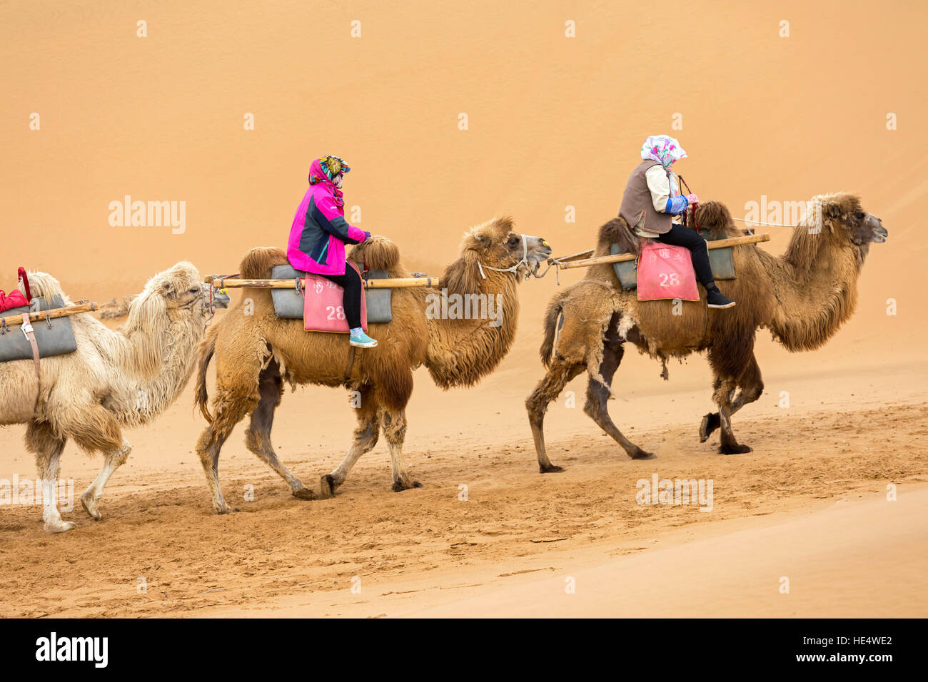 Chinese guide and tourists riding camels in the desert at Shapotou ...