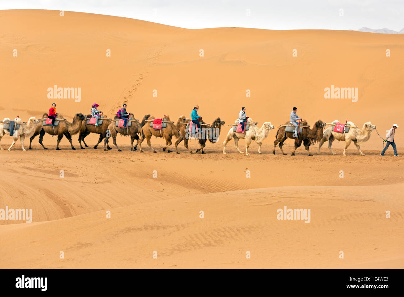 Chinese guide and tourists riding camels in the desert at Shapotou ...