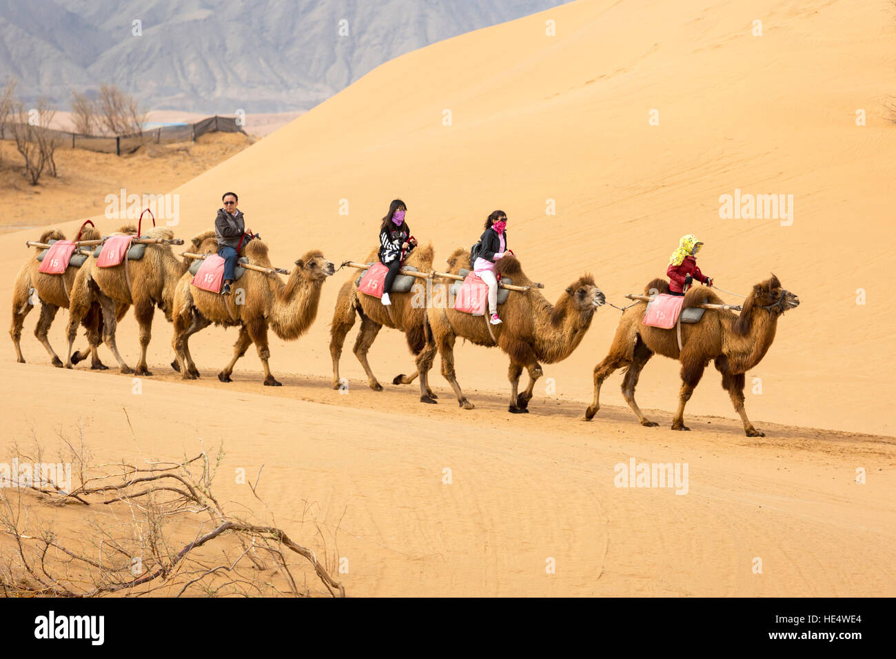 Chinese guide and tourists riding camels in the desert at Shapotou ...