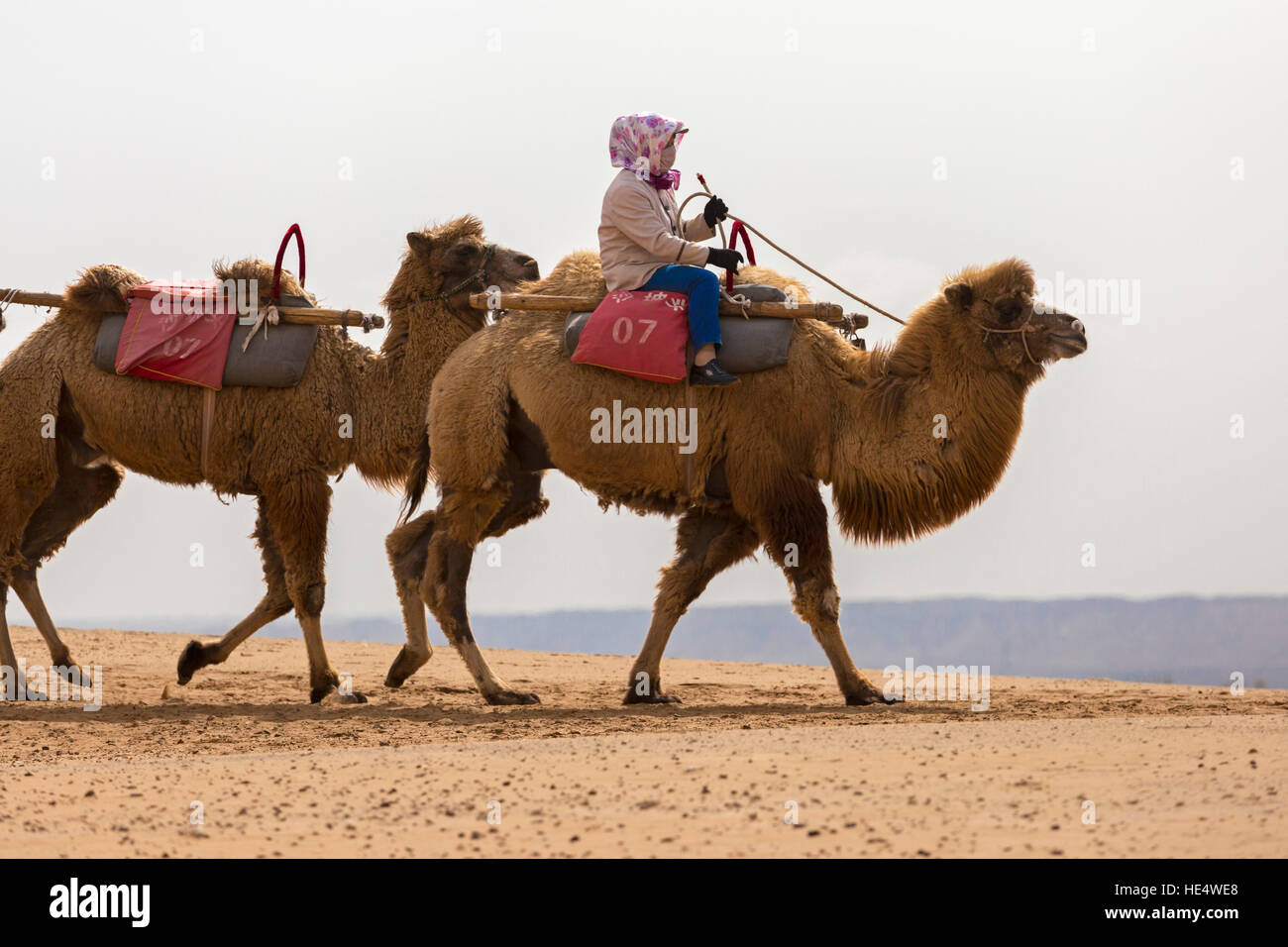 Chinese guide and camels in the desert at Shapotou Scenic Area ...