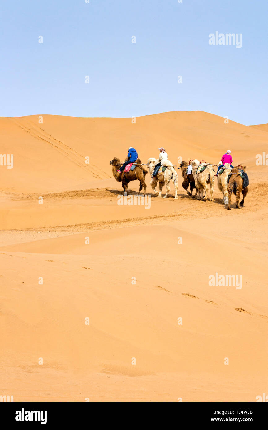 Tourists and camels in the desert at Shapotou Scenic Area, Zhongwei ...
