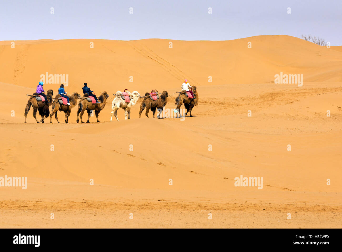 Tourists guide on camel ride hi-res stock photography and images - Alamy