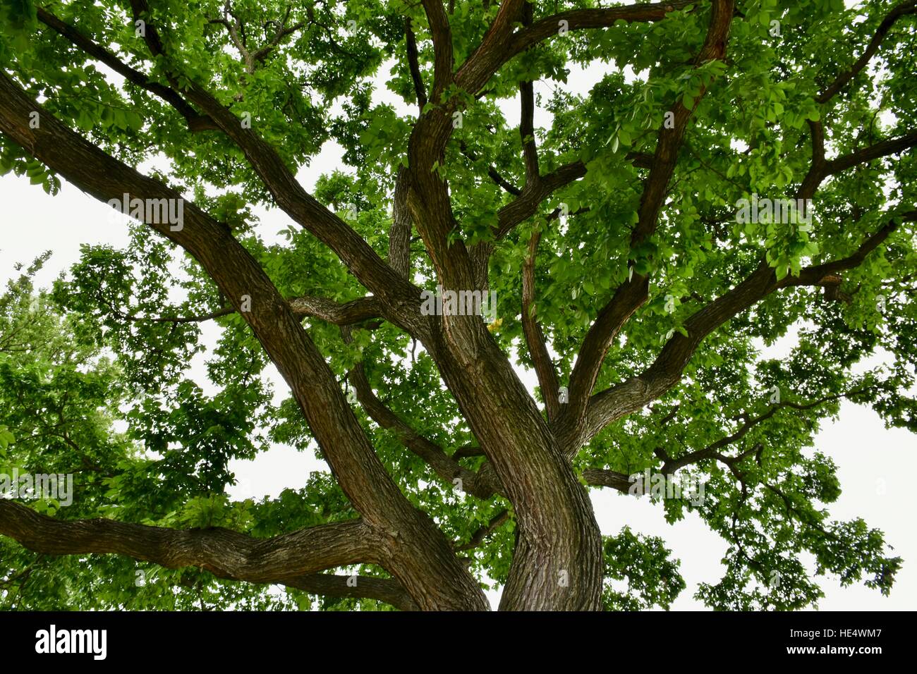 A large tree with thick branches and beautiful green leaves Stock Photo ...