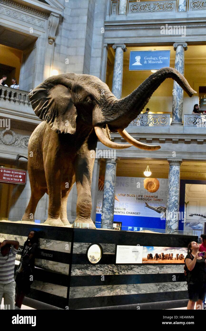 Elephant on display in smithsonian hi-res stock photography and images ...