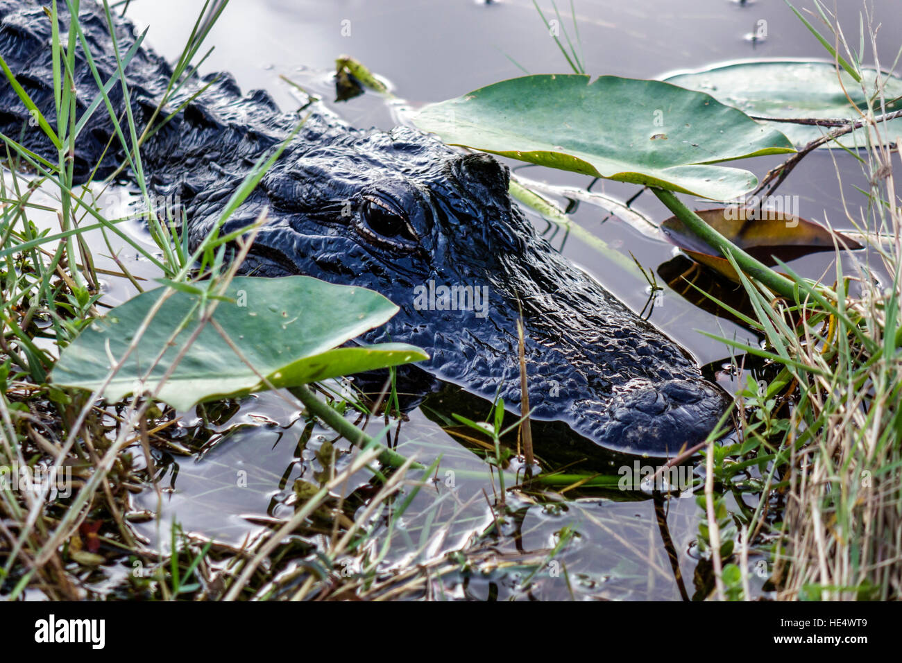 Shark valley loop road hi-res stock photography and images - Alamy