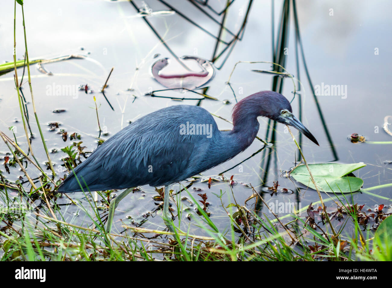 Florida,South,Everglades National Park,Shark Valley Loop Road,little ...