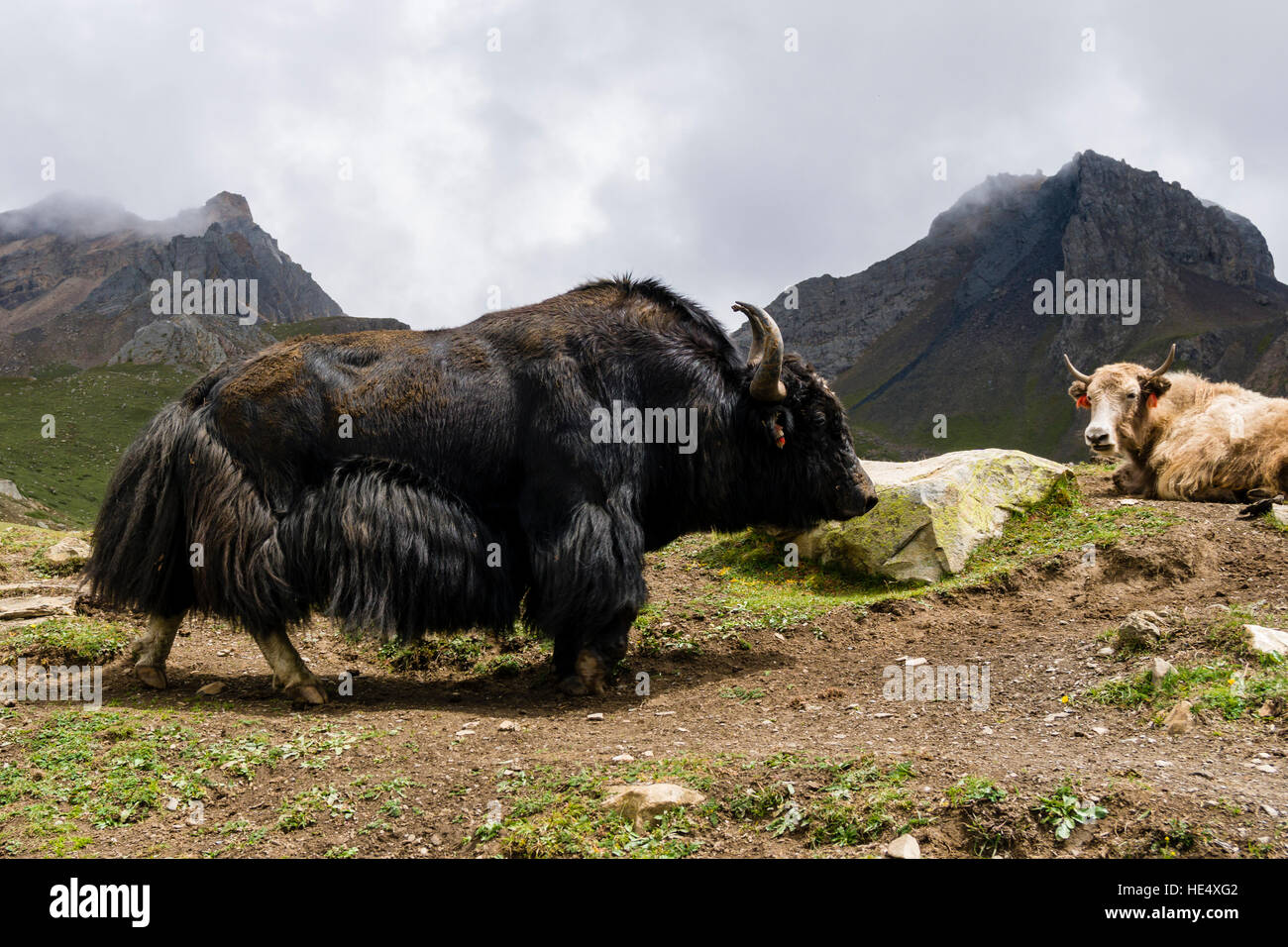 A herd of yaks is resting below Ice Lake Stock Photo - Alamy