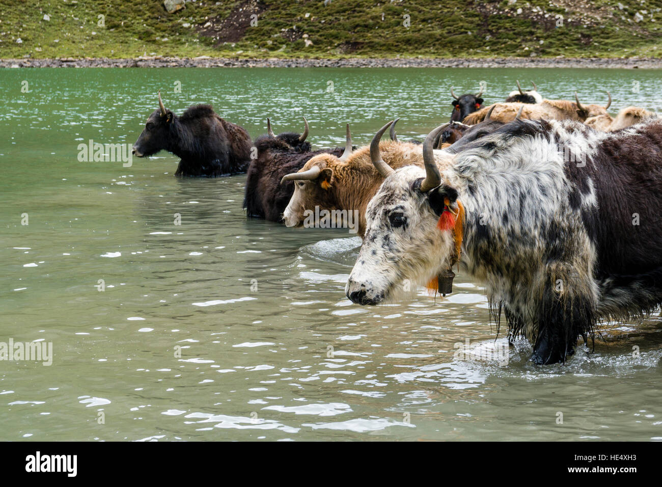 A herd of yaks is taking bath in Ice Lake Stock Photo - Alamy