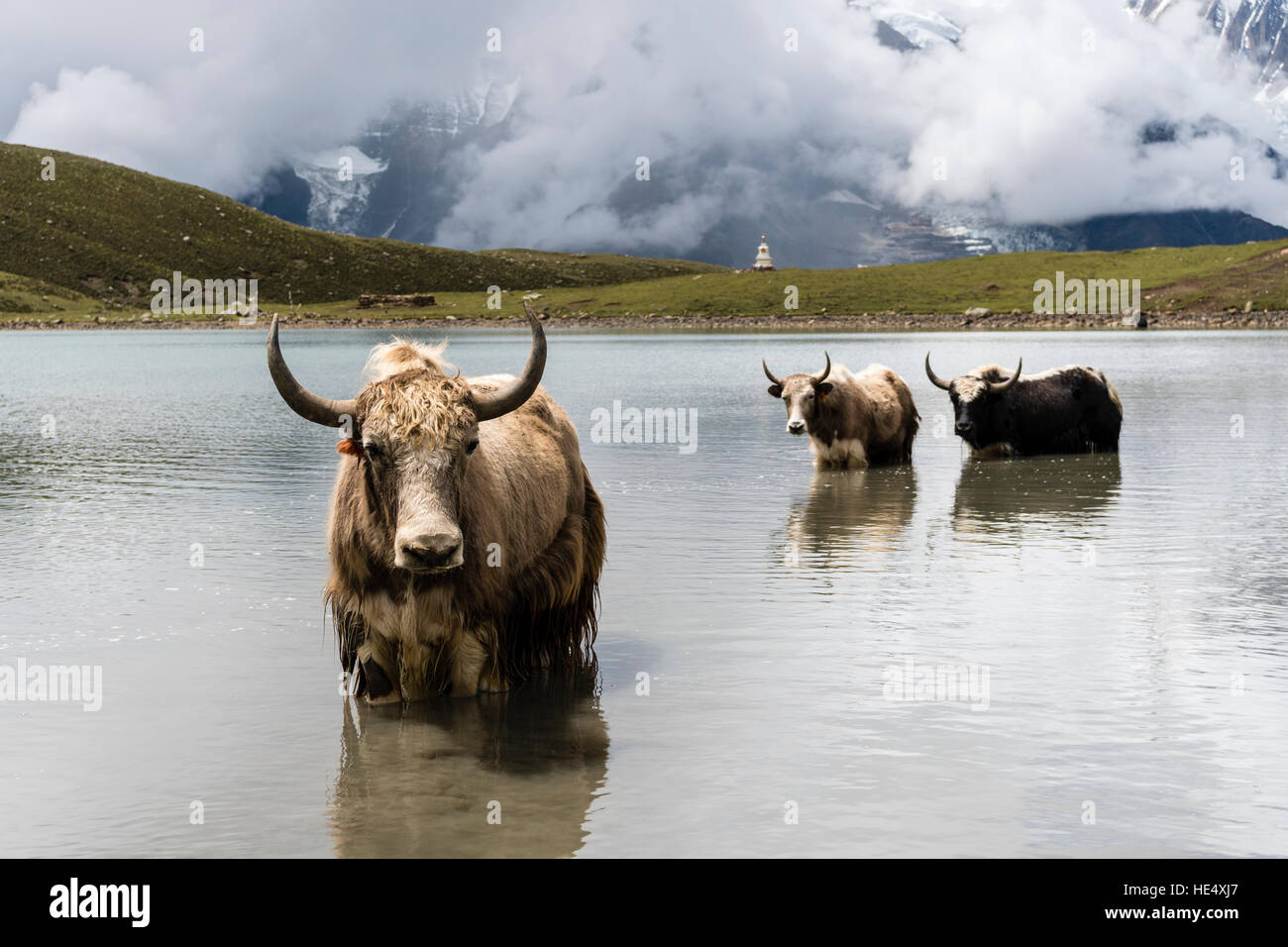 A herd of yaks is standing in the water of Ice Lake Stock Photo - Alamy