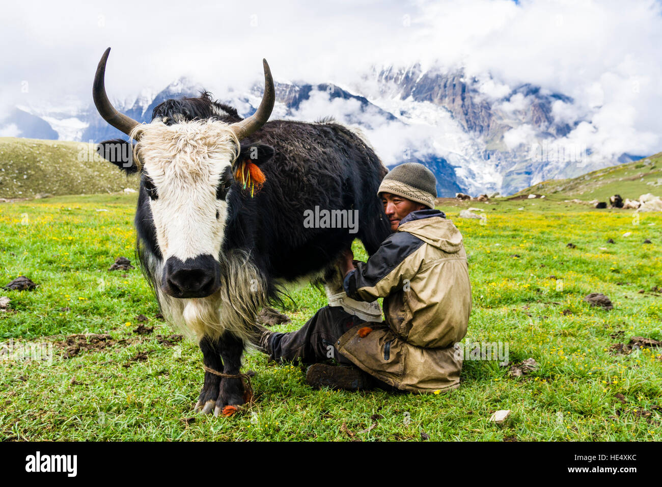 Yak milk asia hi-res stock photography and images - Alamy