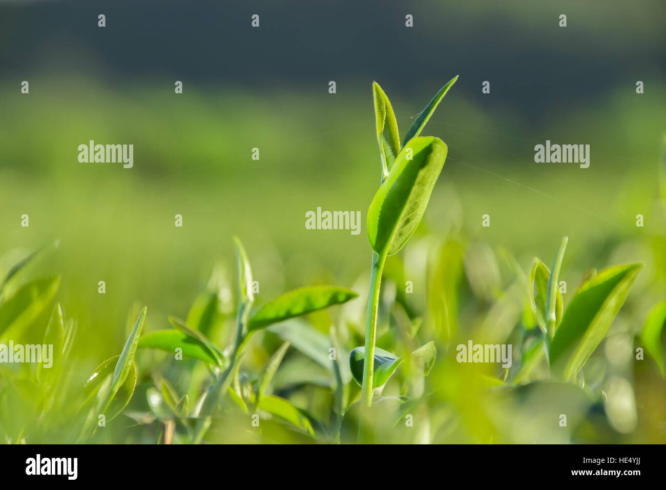 Tea plantation, tea field, tea farm Stock Photo - Alamy