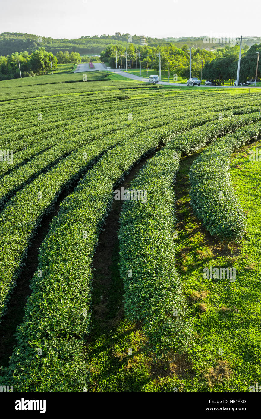 Tea plantation landscape sunset hi-res stock photography and images - Alamy