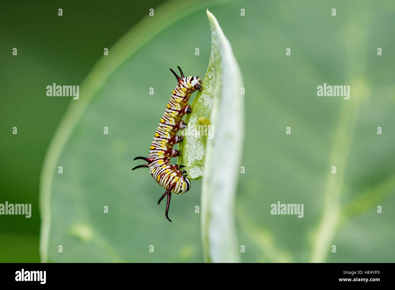 Caterpillar eating a leaf hi-res stock photography and images - Alamy