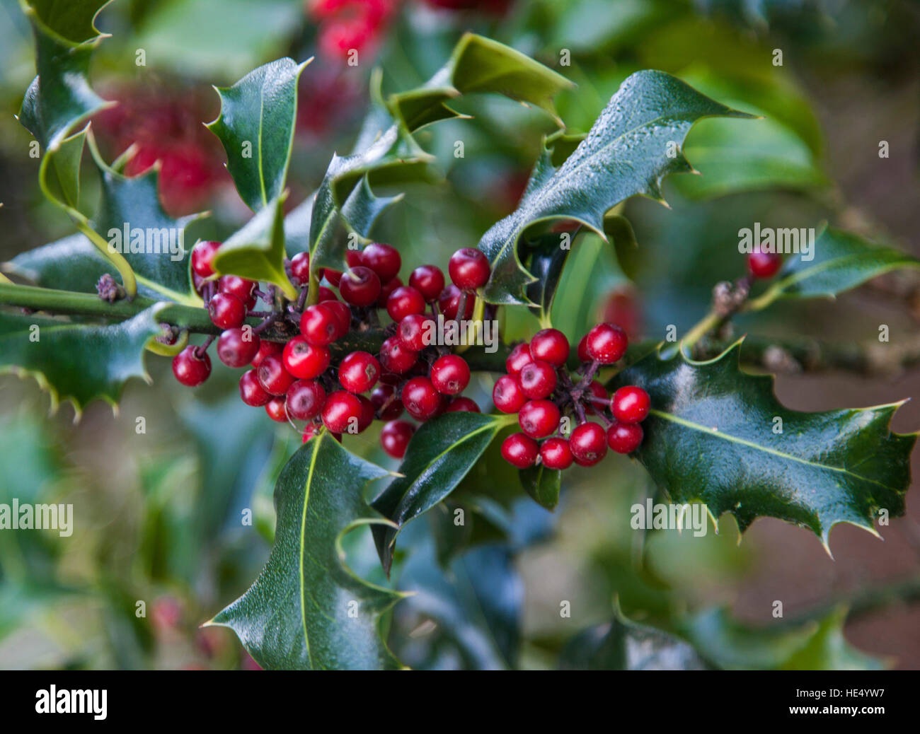 Holly bush leaves hi-res stock photography and images - Alamy