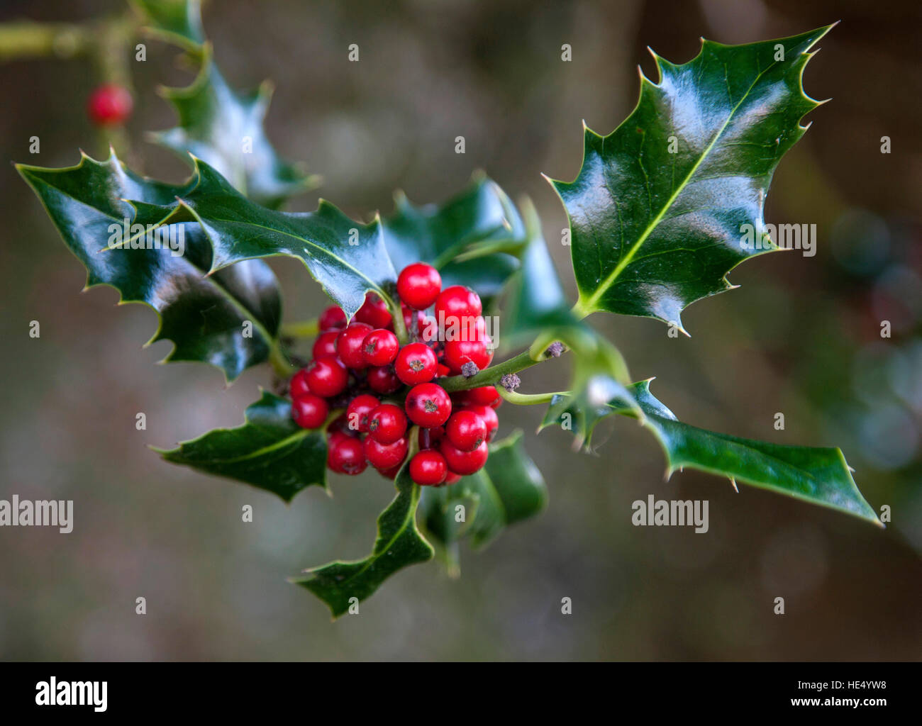 Holly bush hi-res stock photography and images - Alamy