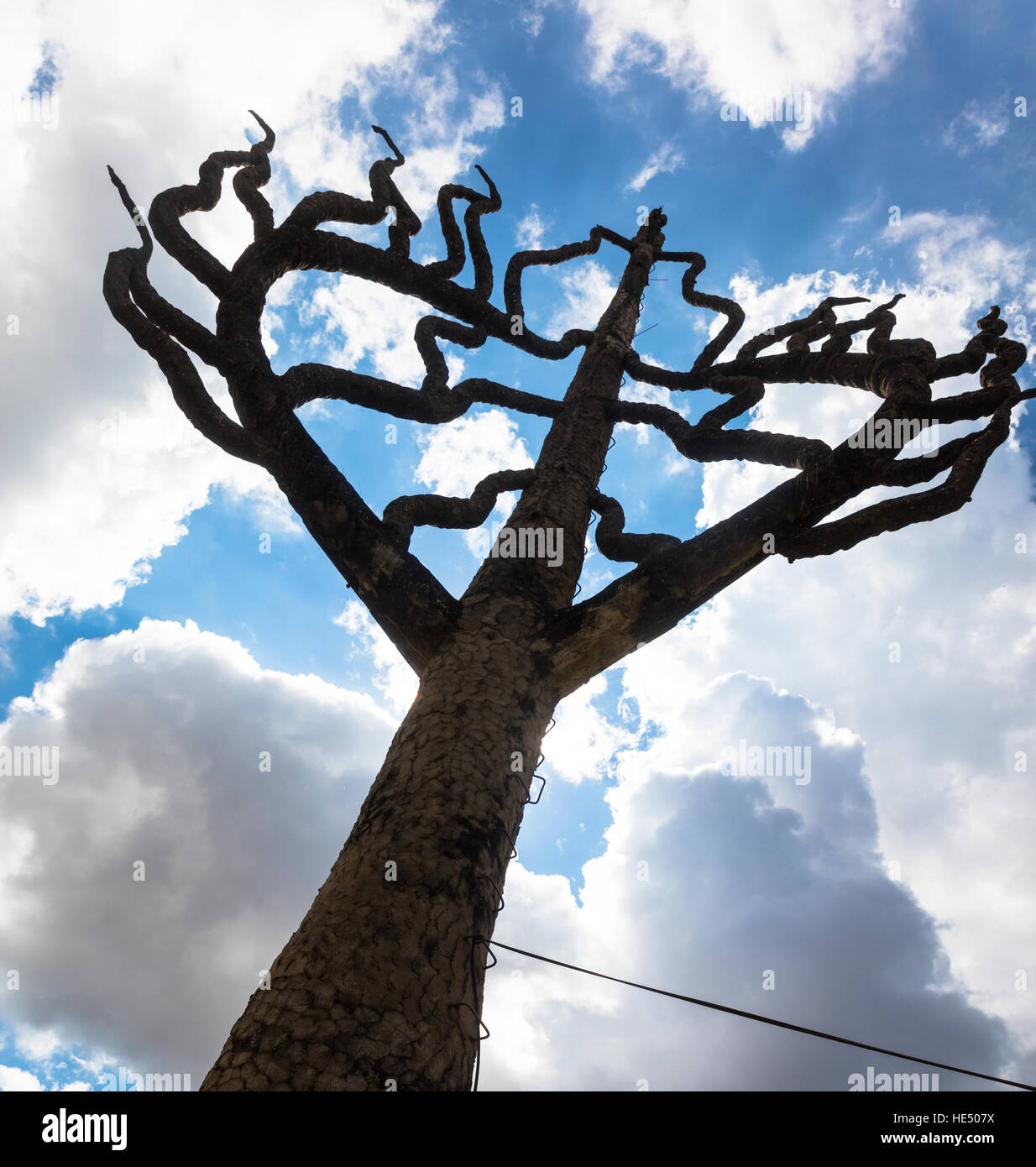 The Tree of Life is a timeless symbol of our connections to everything ...