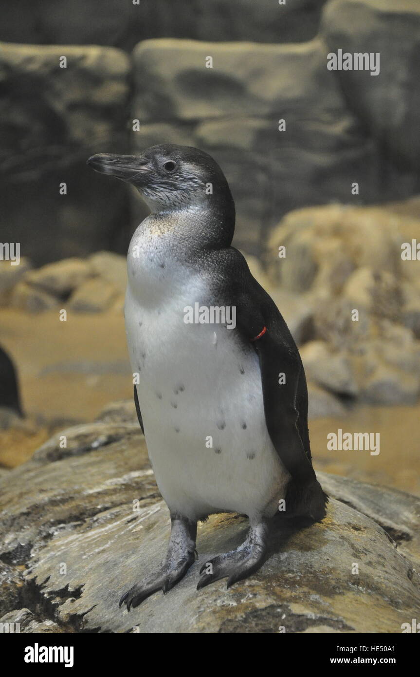 al ain zoo united arab emirates penguin standing sand beach rock ...
