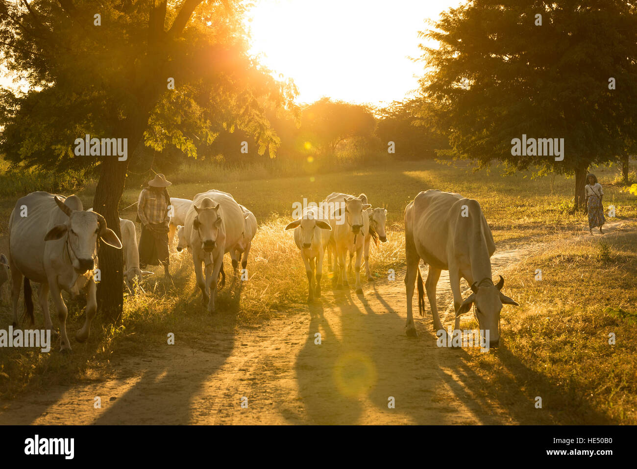 Myanmar cattle hi-res stock photography and images - Alamy