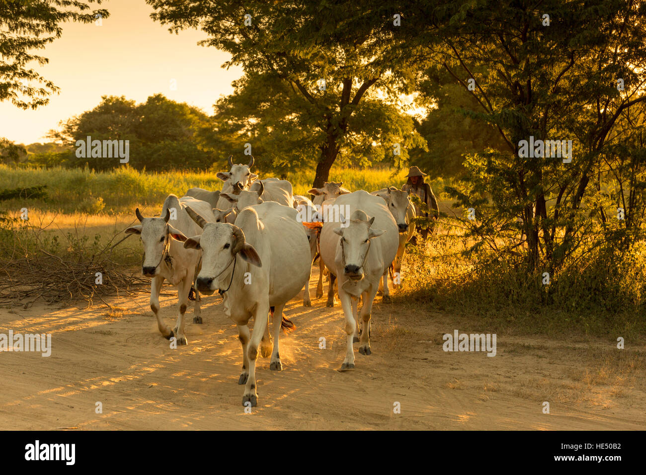 Myanmar cattle hi-res stock photography and images - Alamy