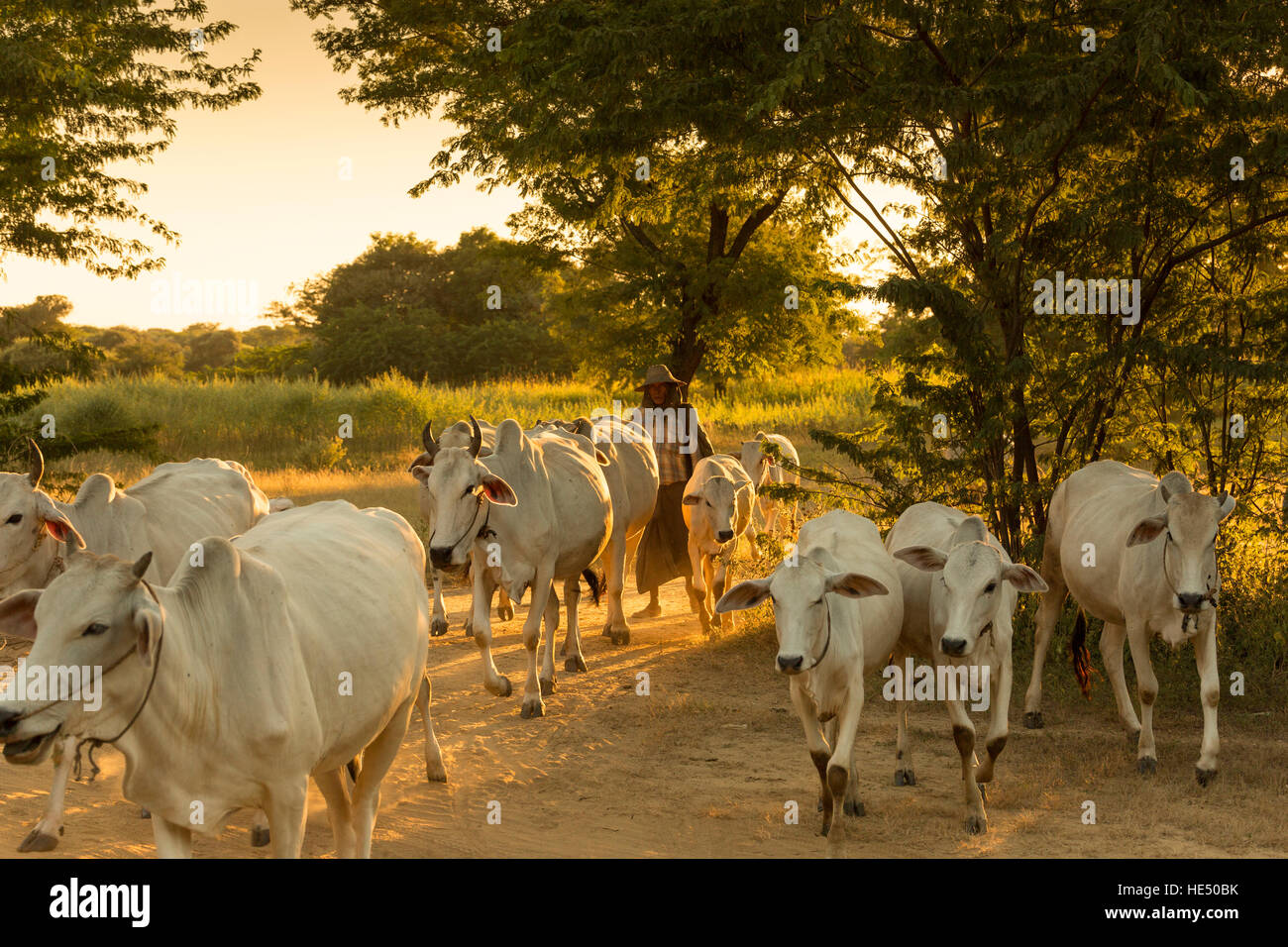 Myanmar cattle hi-res stock photography and images - Alamy