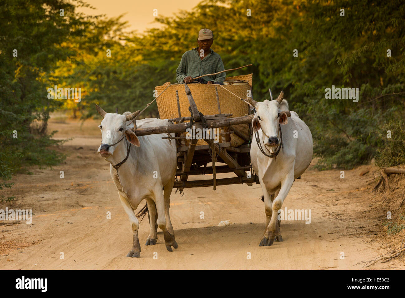 farmer and cattle cart Bagan, Myanmar Stock Photo - Alamy