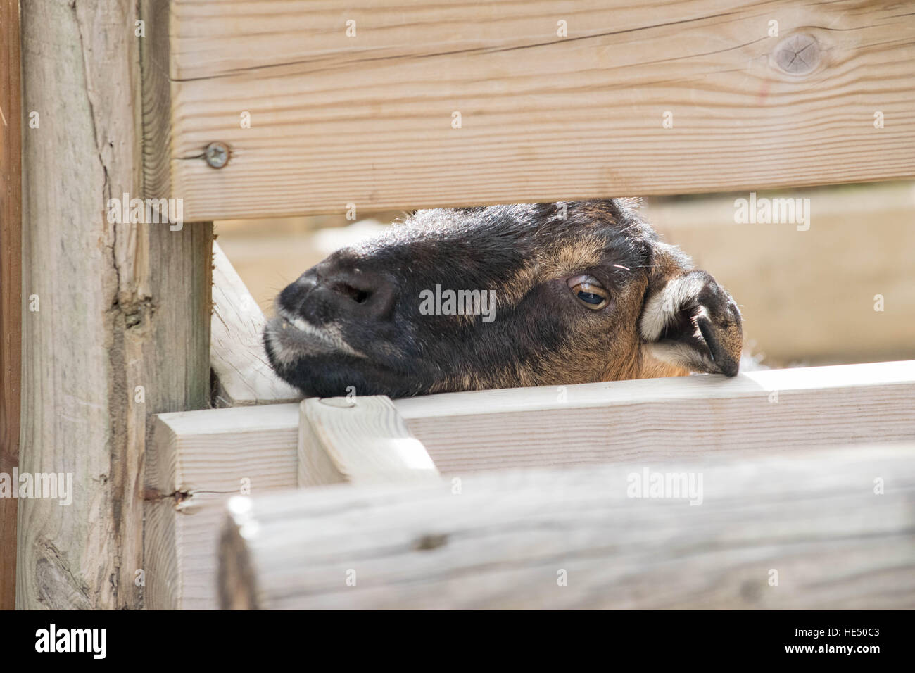 a nosey goat having a peak through a fence Stock Photo - Alamy