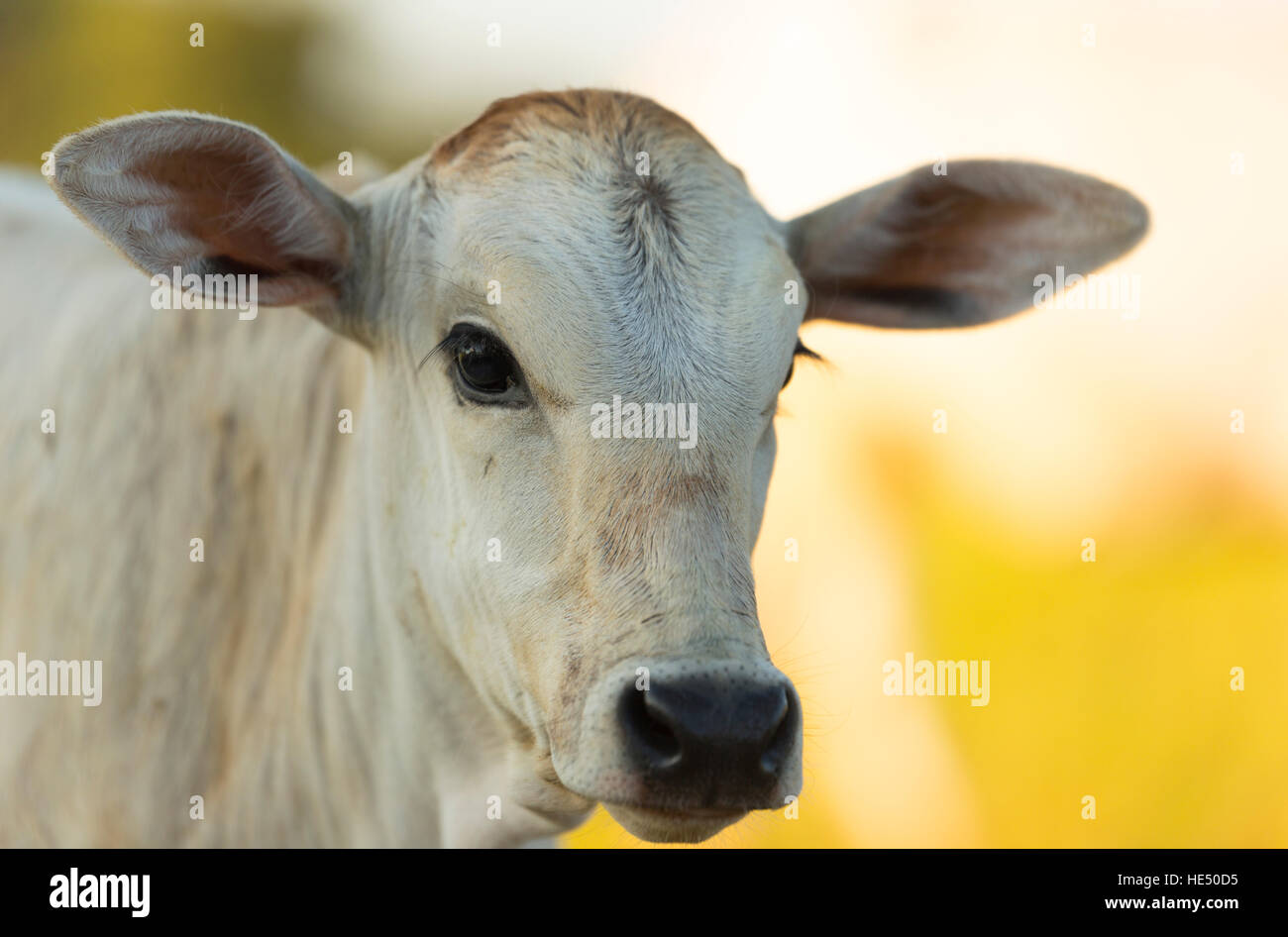 young cow, Bagan Myanmar Stock Photo - Alamy
