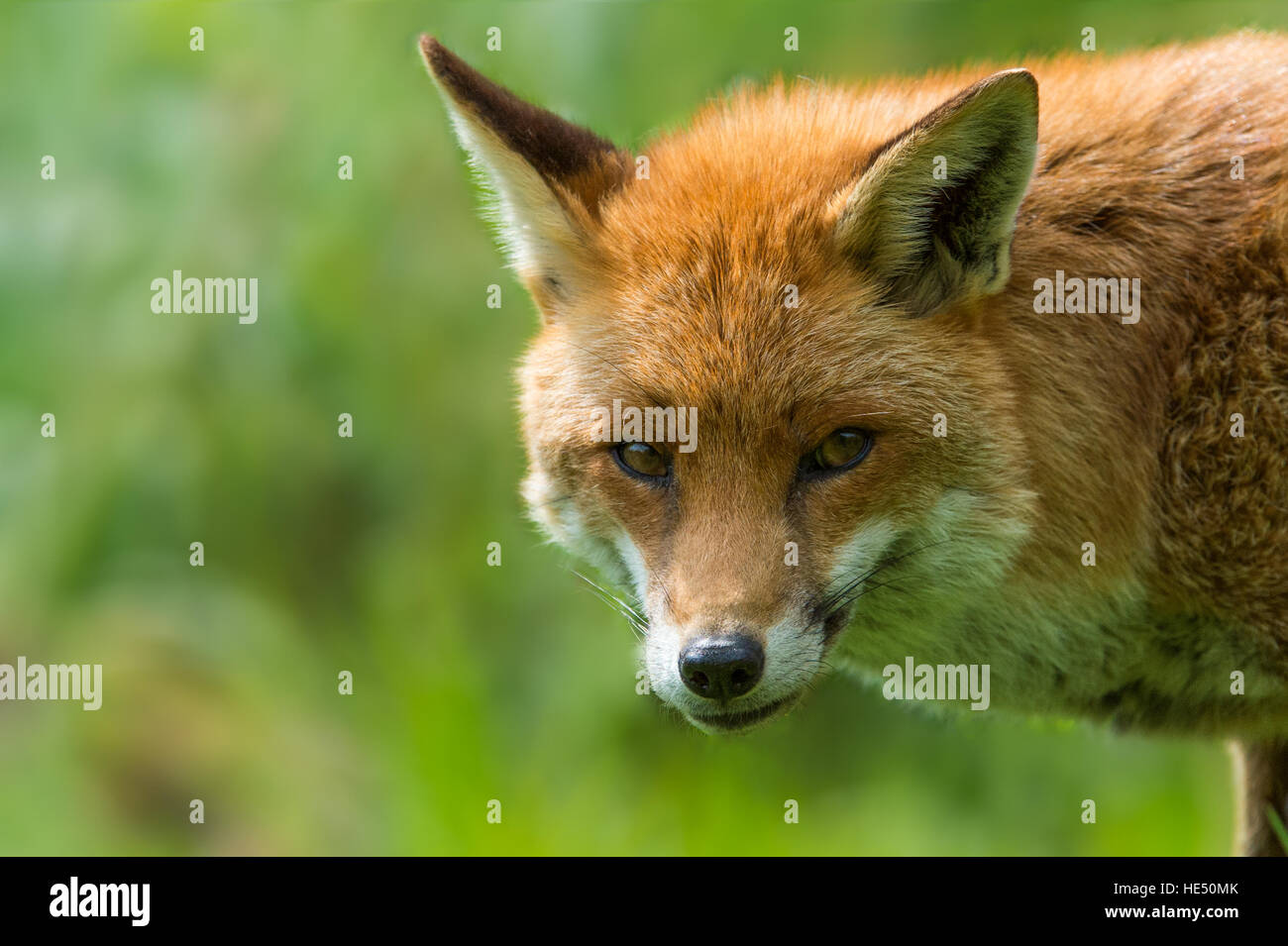 Sly old fox hi-res stock photography and images - Alamy
